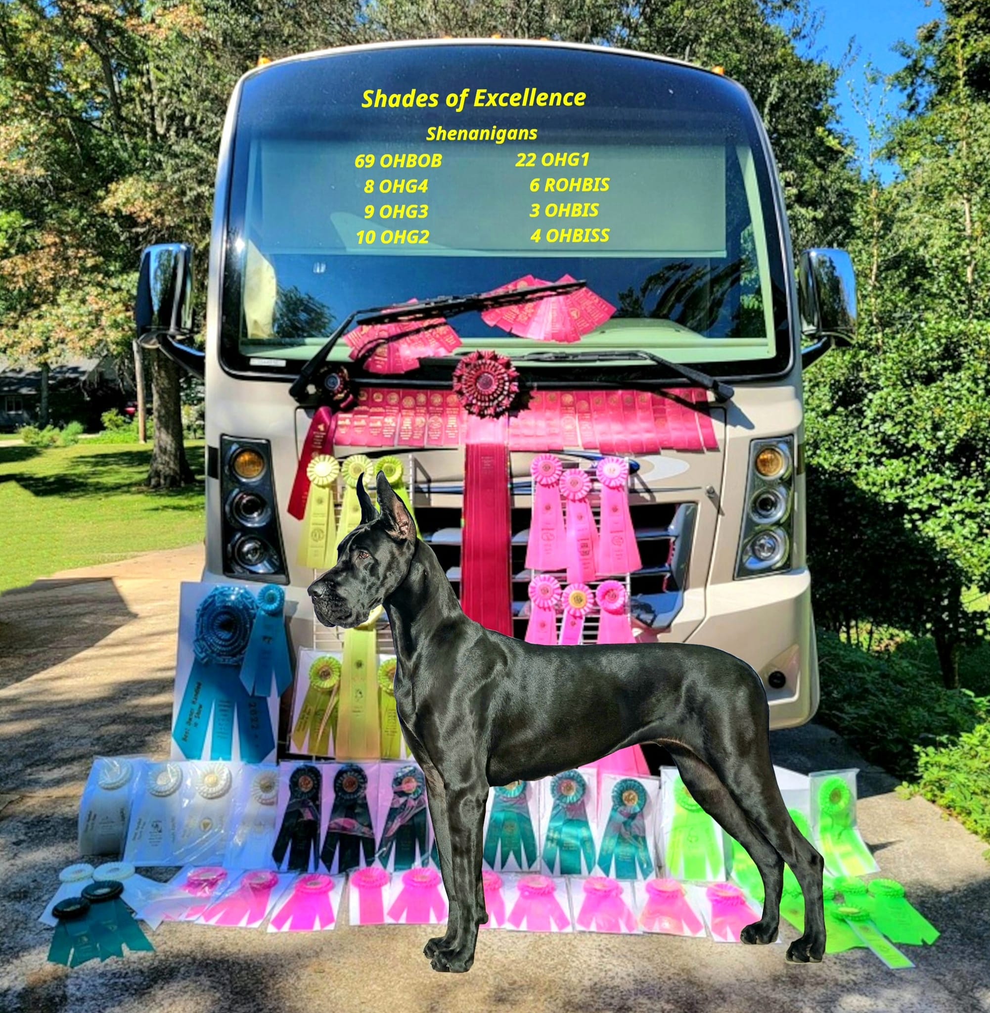 It’s Official – Tapestry is the #1 Owner-Handled Great Dane for 2022! – Shades of Excellence